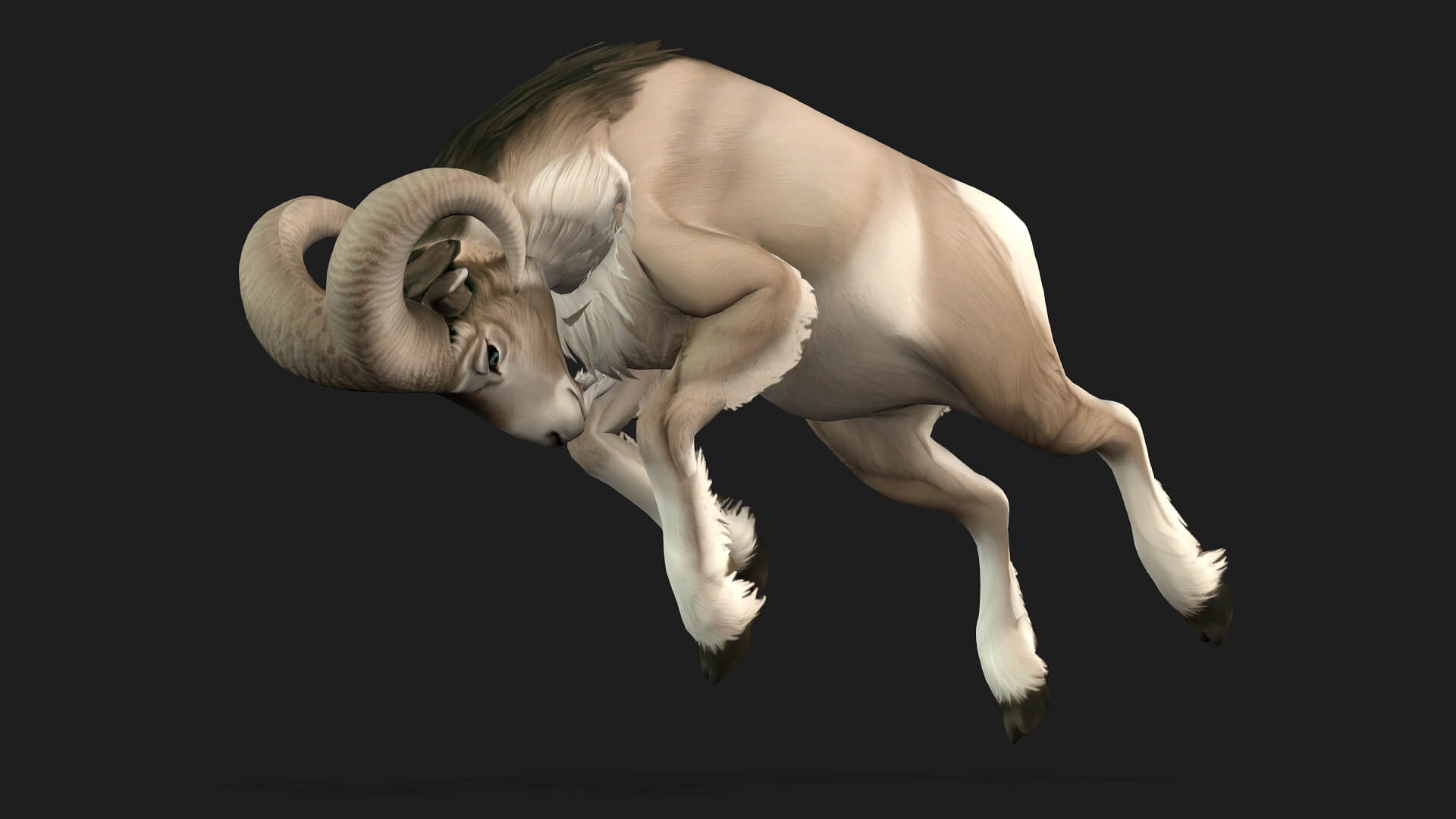 Goat-B3-Animated 3D Model by Animated3d