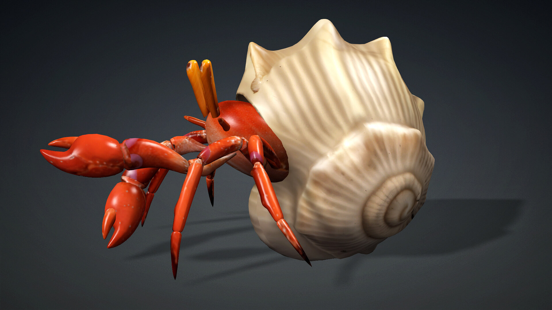 Hermit Crab-A1 3D Animation by Animated3d