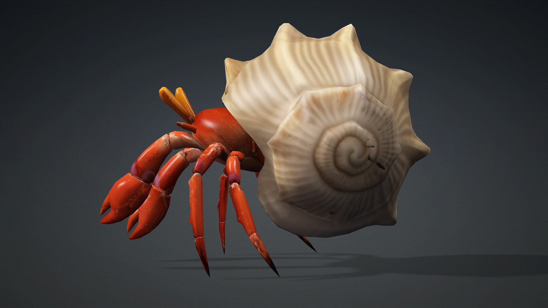 Hermit Crab-A1 3D Animation by Animated3d