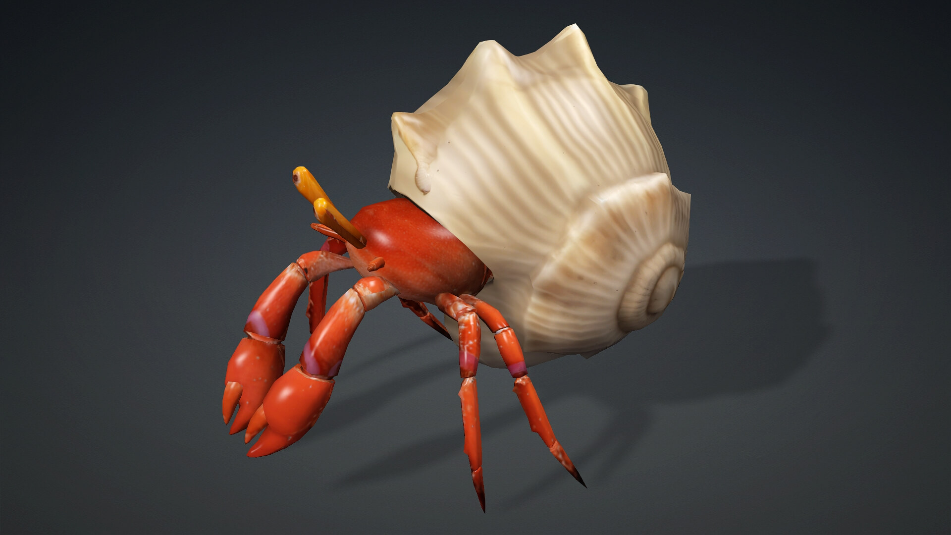 Hermit Crab-A1 3D Animation by Animated3d