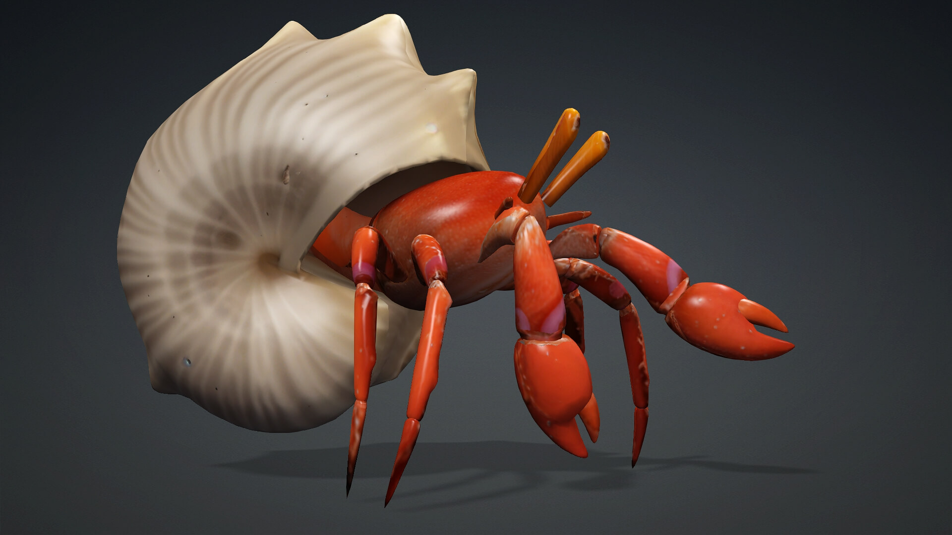 Hermit Crab-A1 3D Animation by Animated3d
