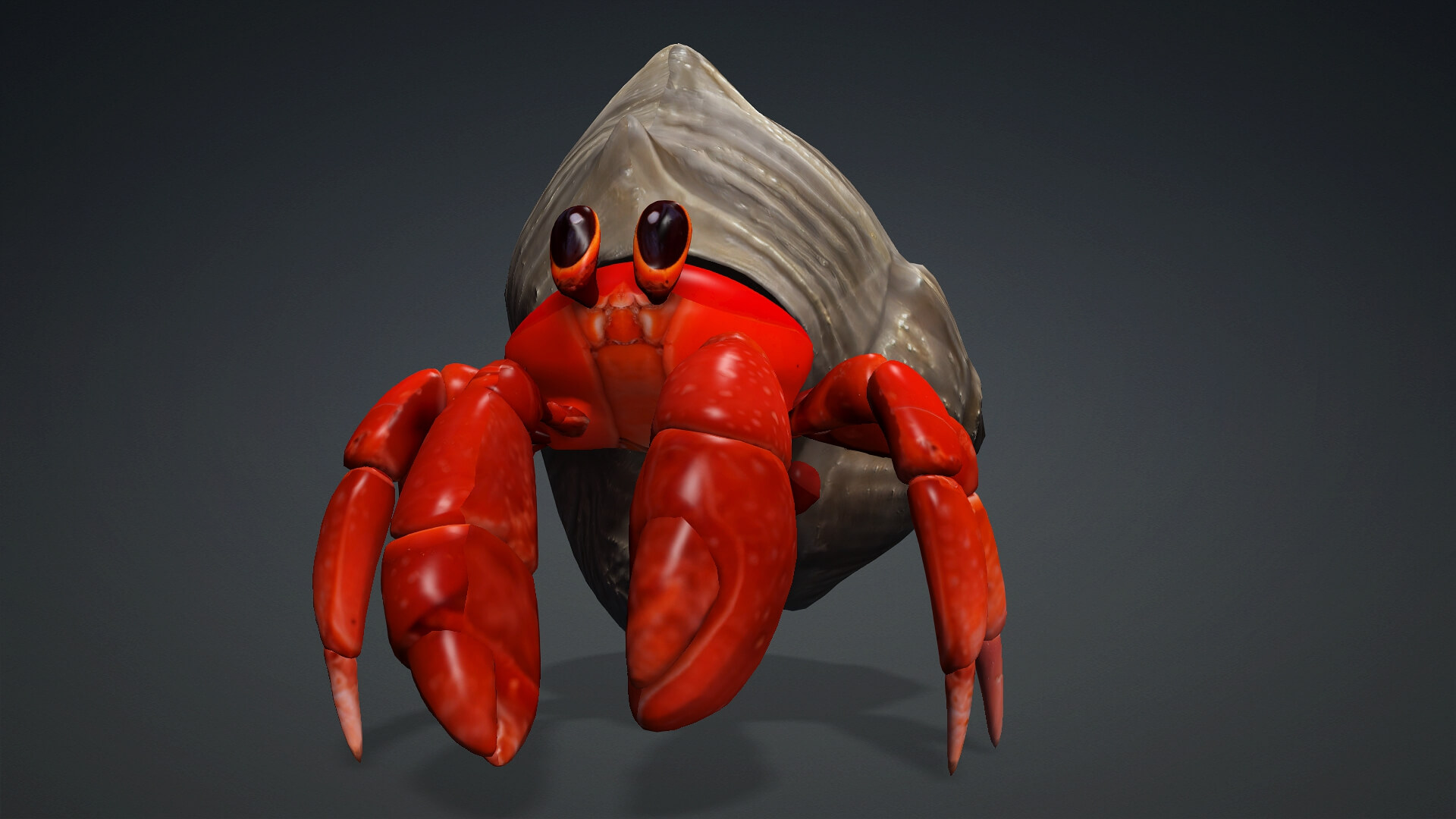 Hermit Crab-A2 3D Animation by Animated3d