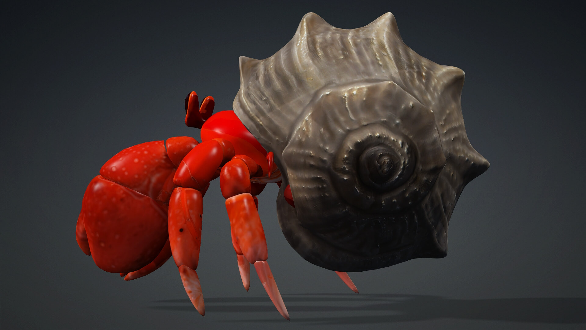 Hermit Crab-A2 3D Animation by Animated3d