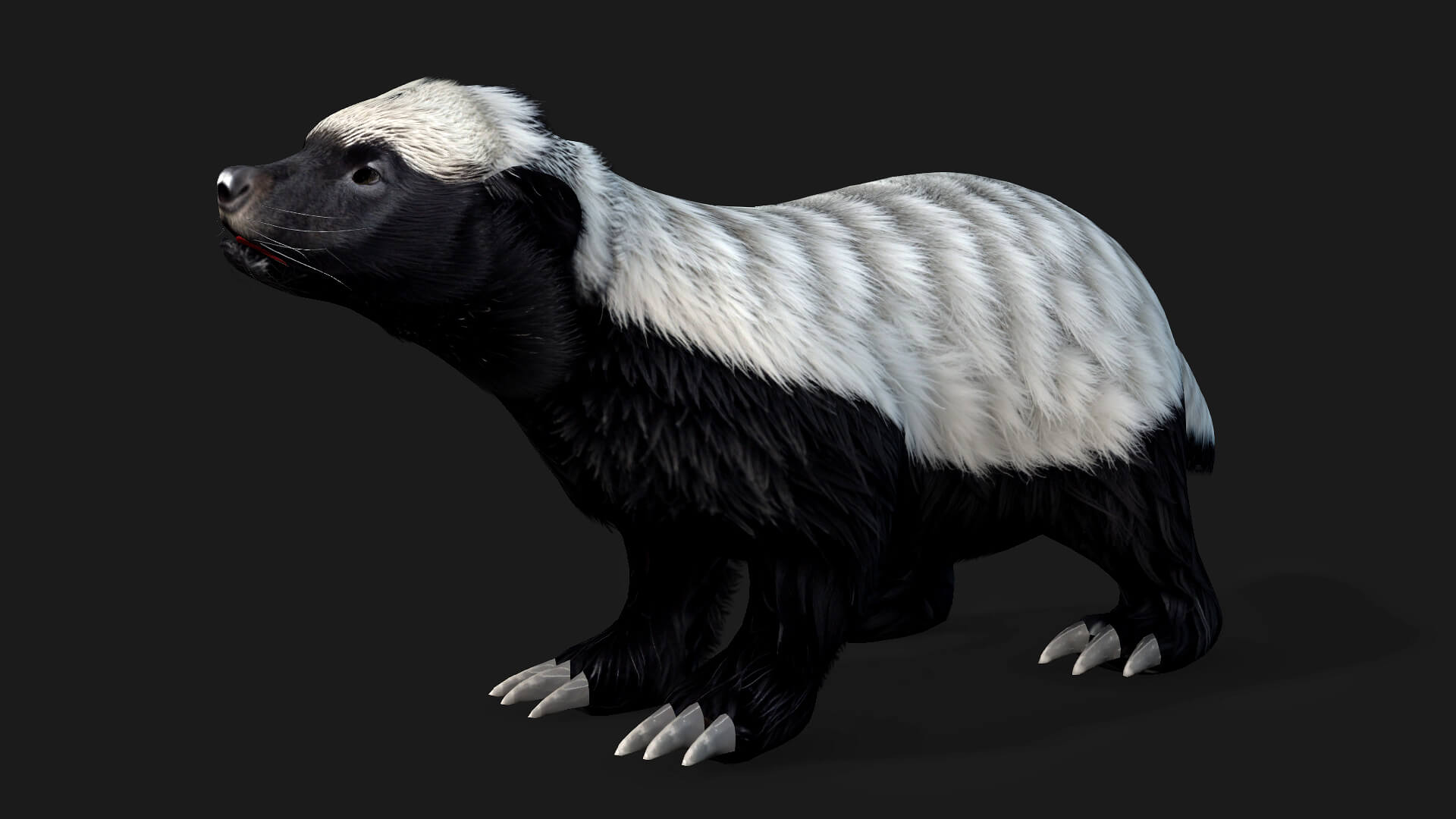 Honey-Badger 3D Model by Animated3d