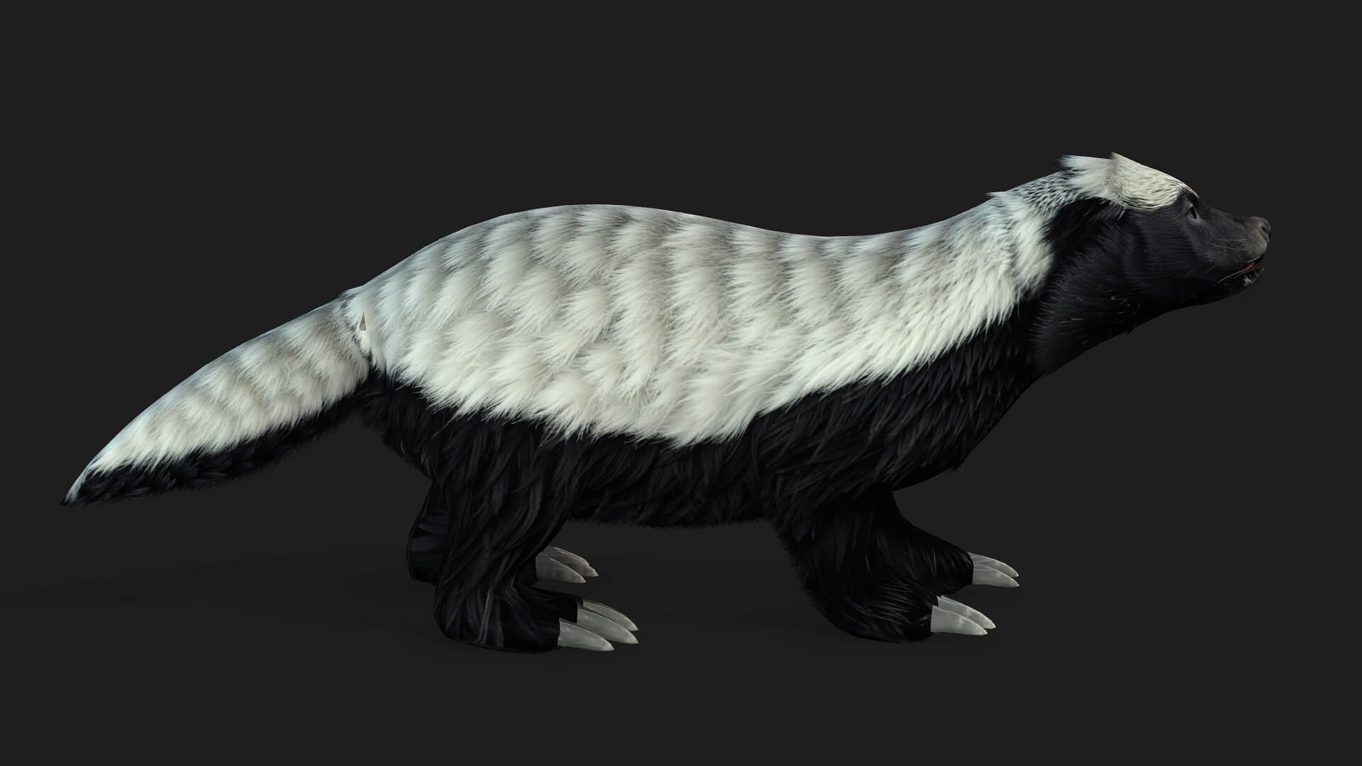 Honey-Badger 3D Model by Animated3d