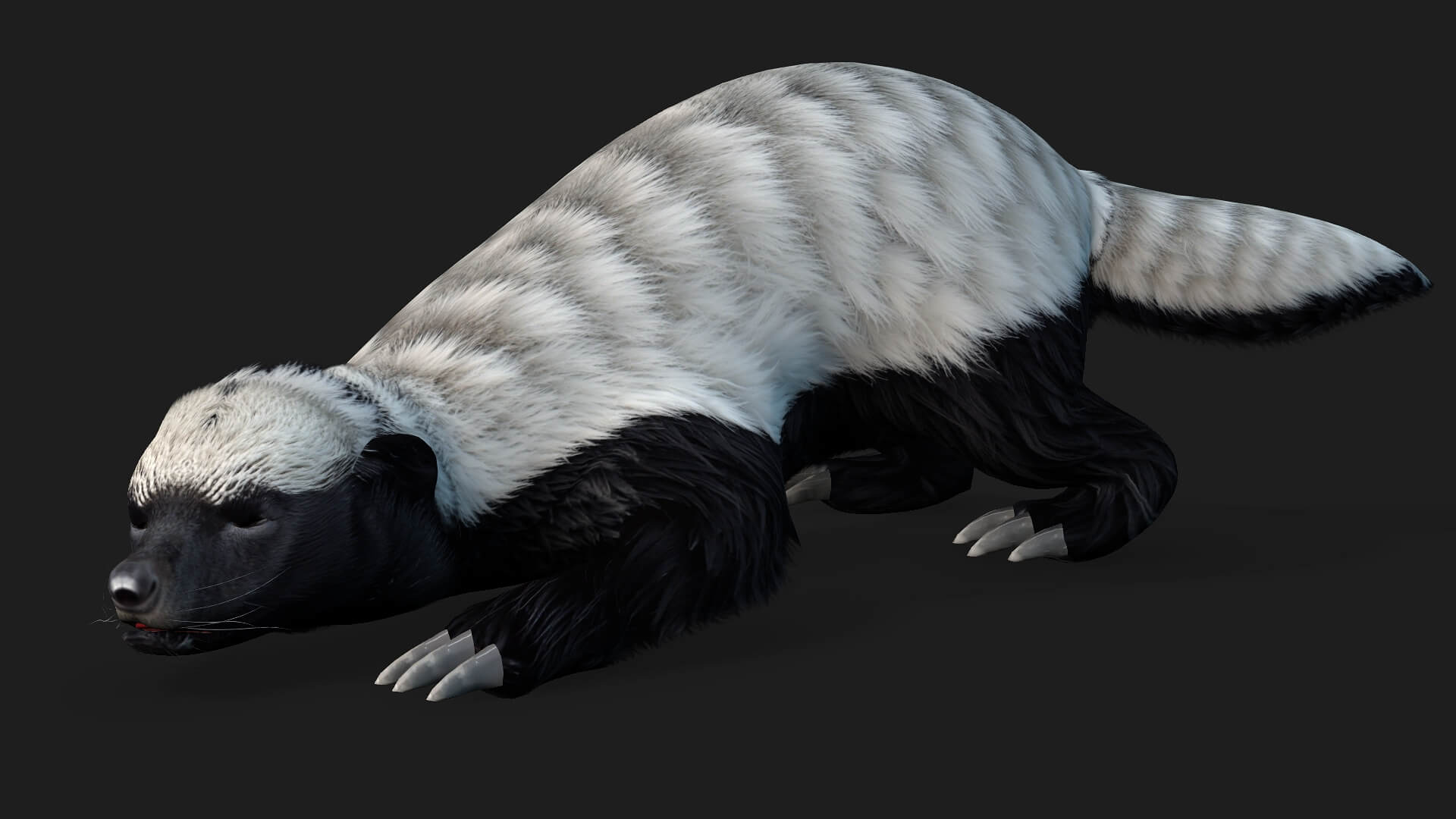 Honey-Badger 3D Model by Animated3d