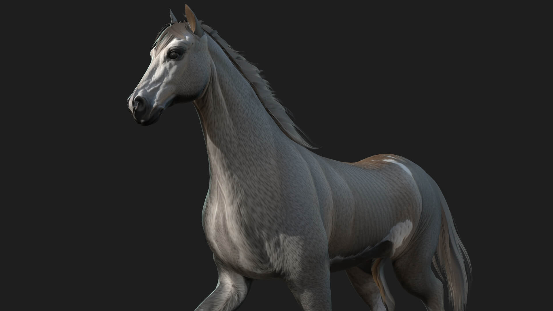 Horse A4 Animated - 3D Model by Animated3d