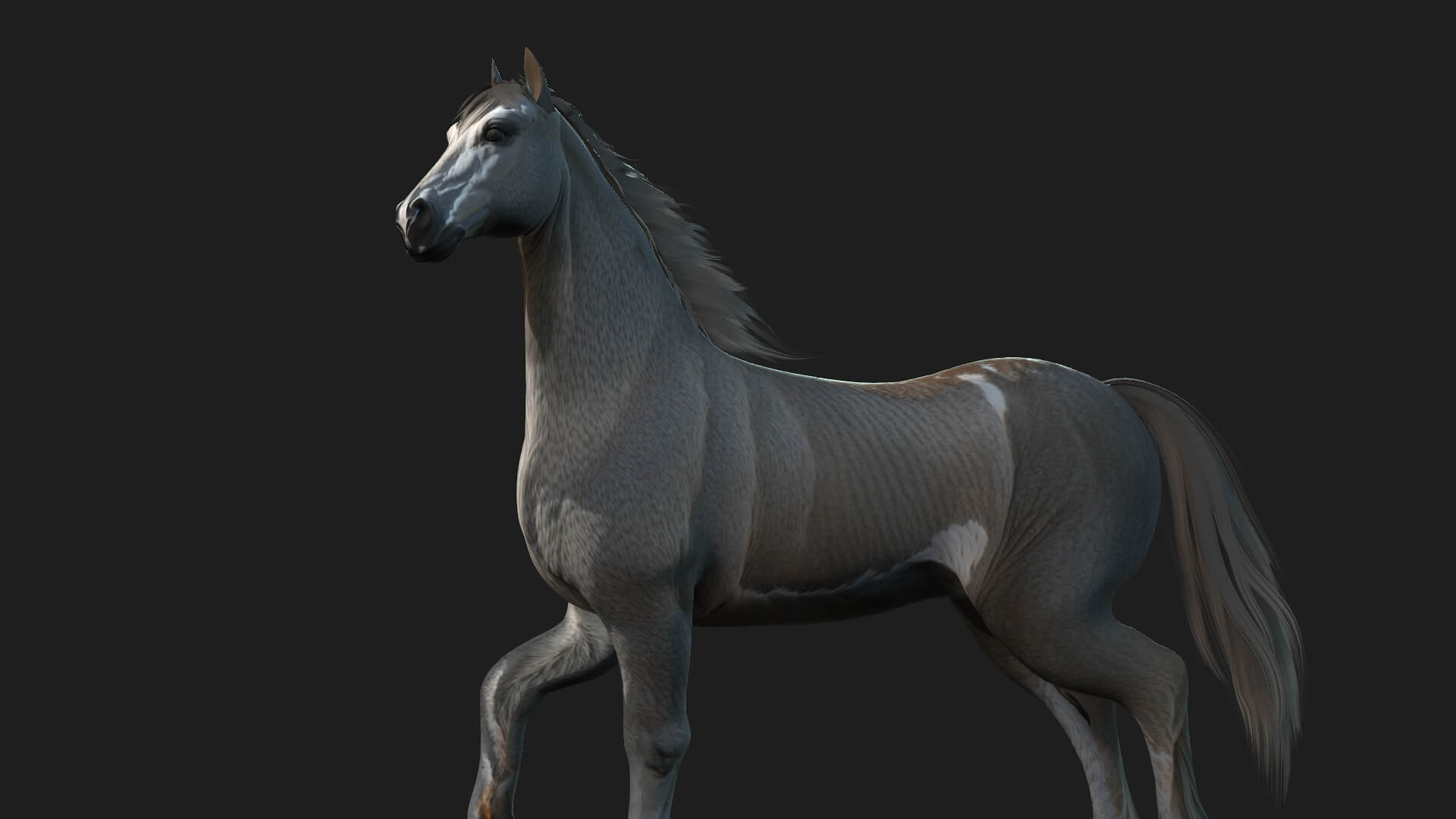 Horse A4 Animated - 3D Model by Animated3d