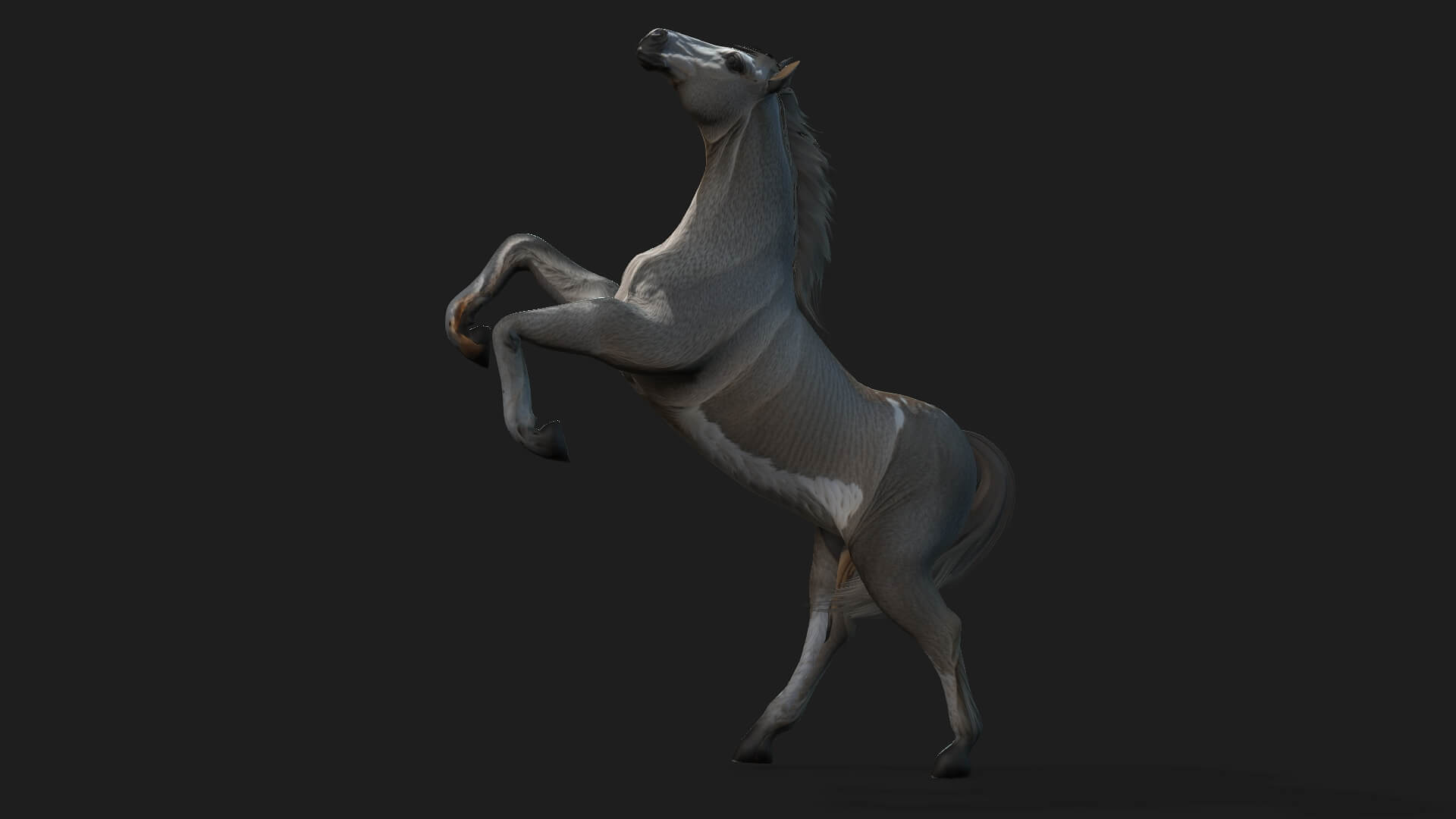 Horse A4 Animated - 3D Model by Animated3d