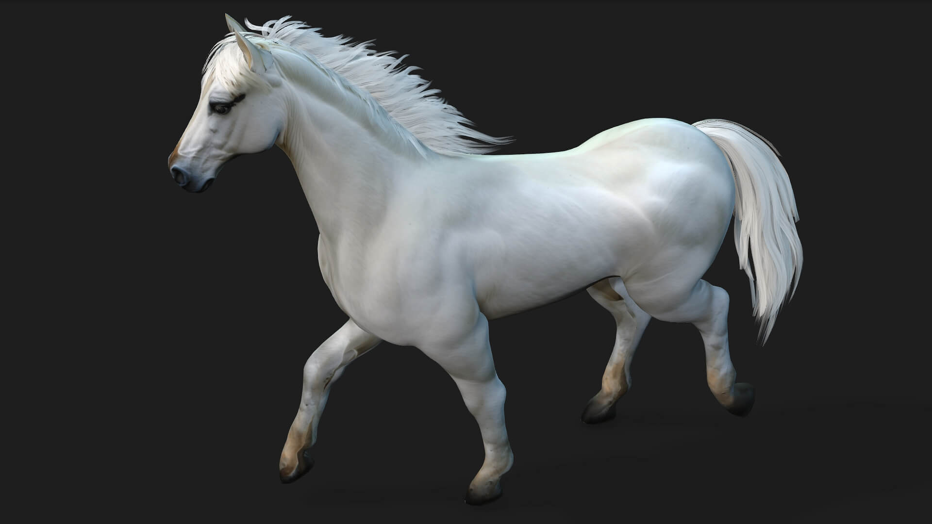 Horse A5 Animated - 3D Model by Animated3d