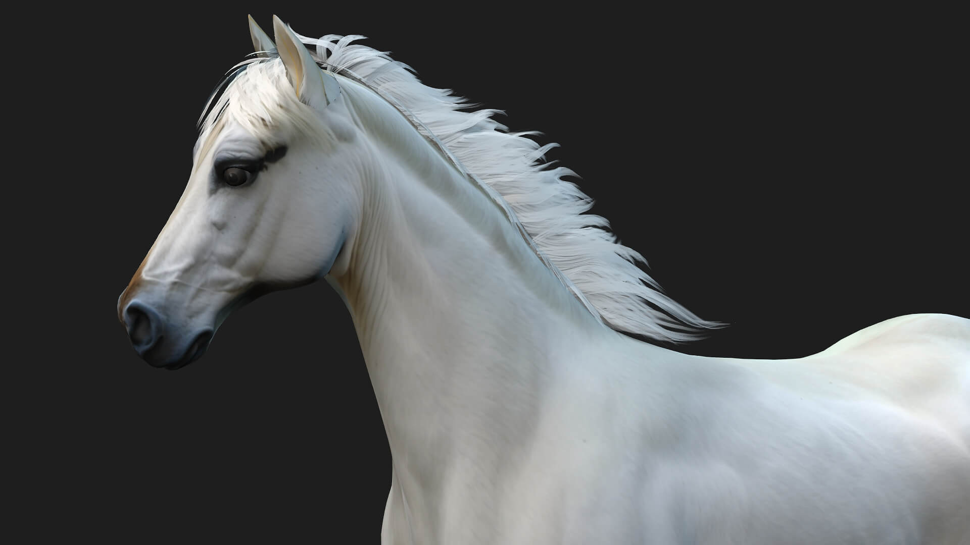 Horse A5 Animated - 3D Model by Animated3d