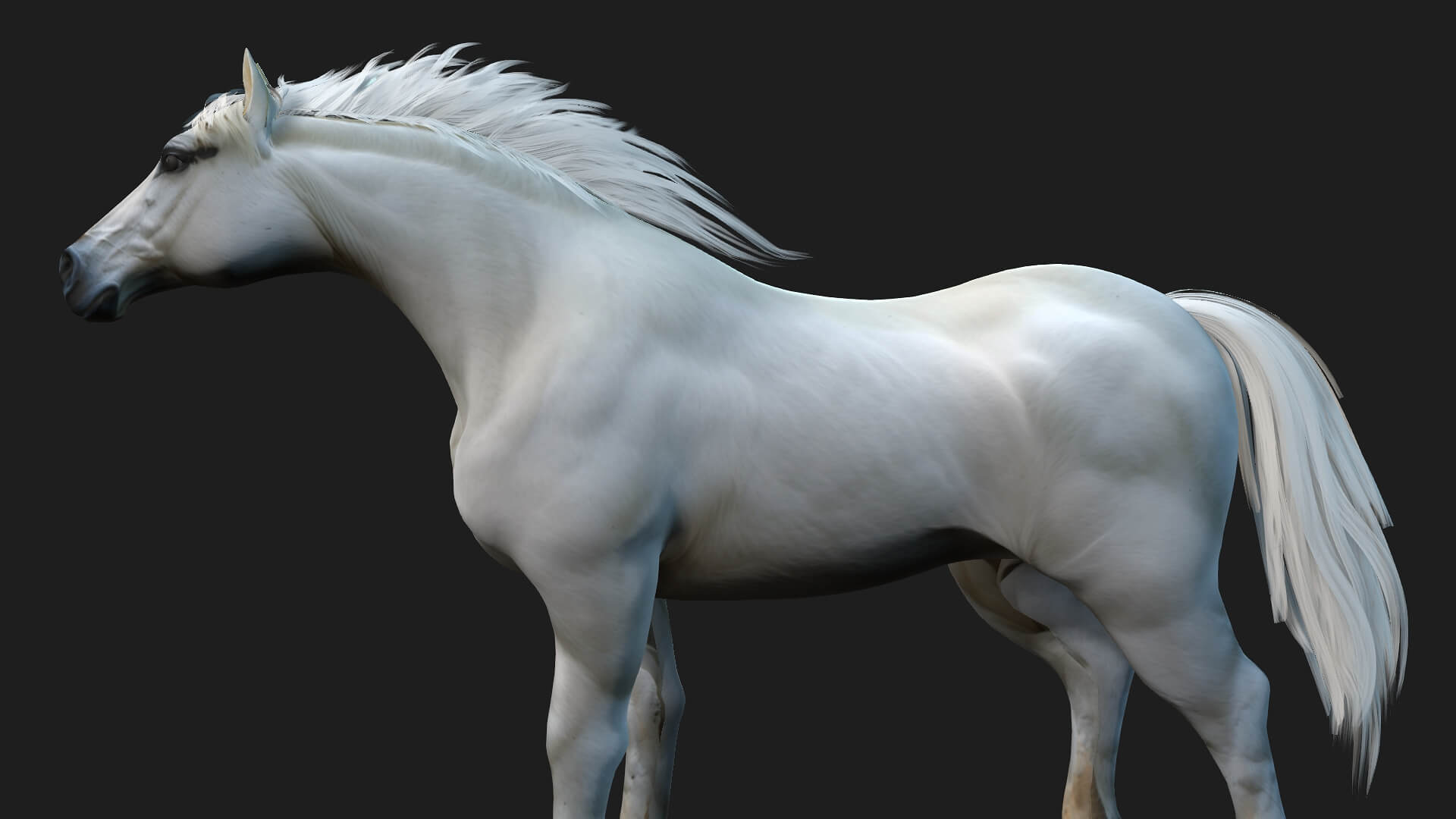 Horse A5 Animated - 3D Model by Animated3d