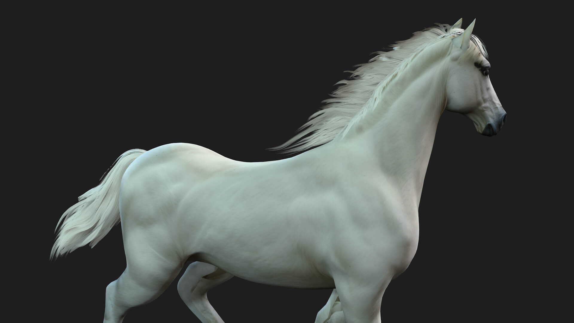 Horse A5 Animated - 3D Model by Animated3d
