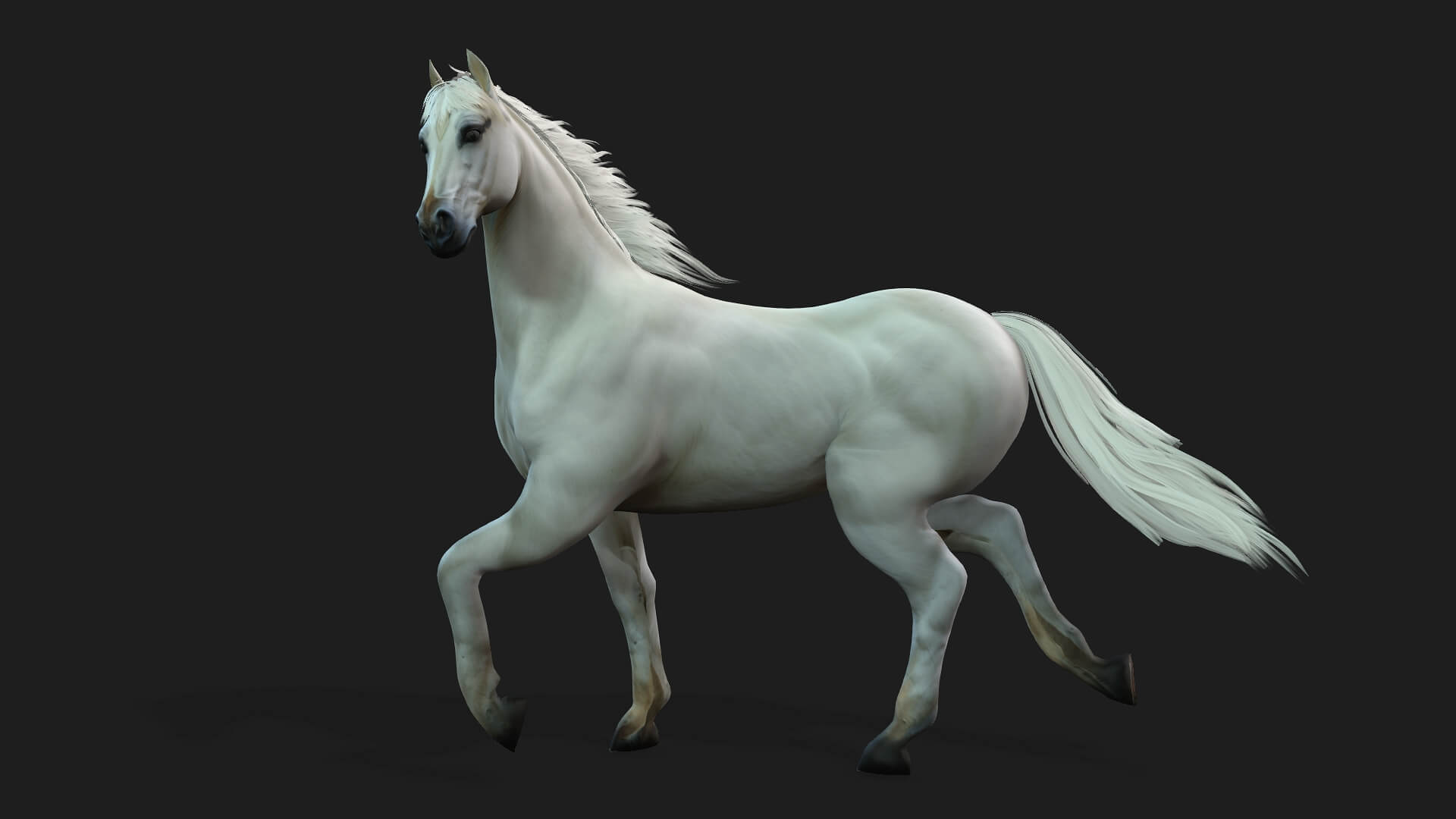 Horse A5 Animated - 3D Model by Animated3d