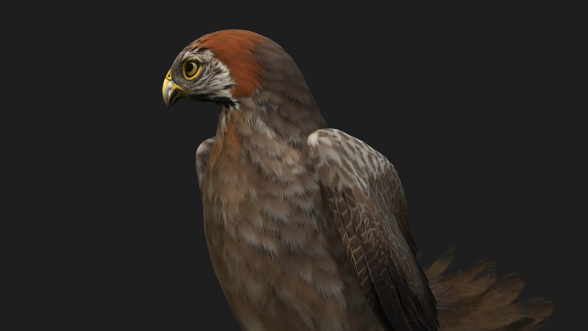 Kestrel B2 Animated - 3D Model by Animated3d