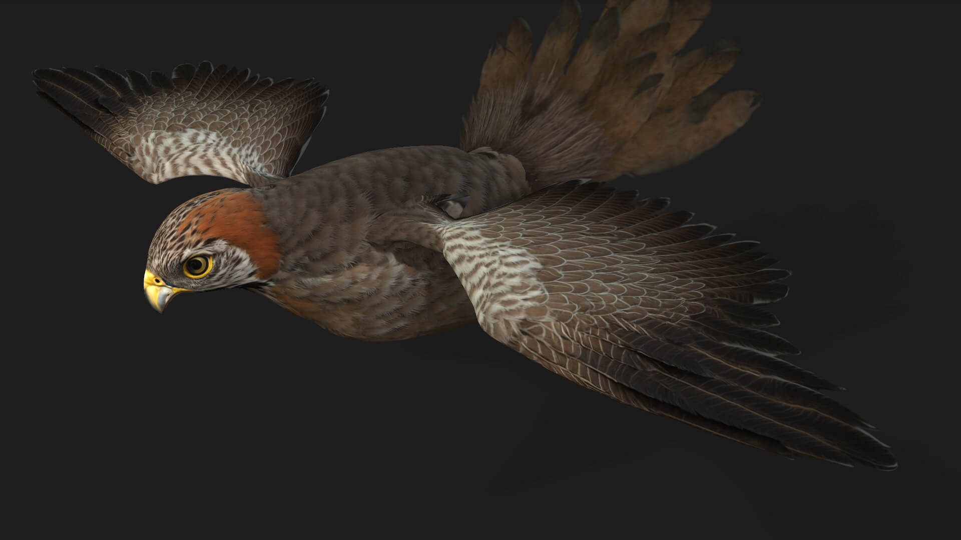 Kestrel B2 Animated - 3D Model by Animated3d