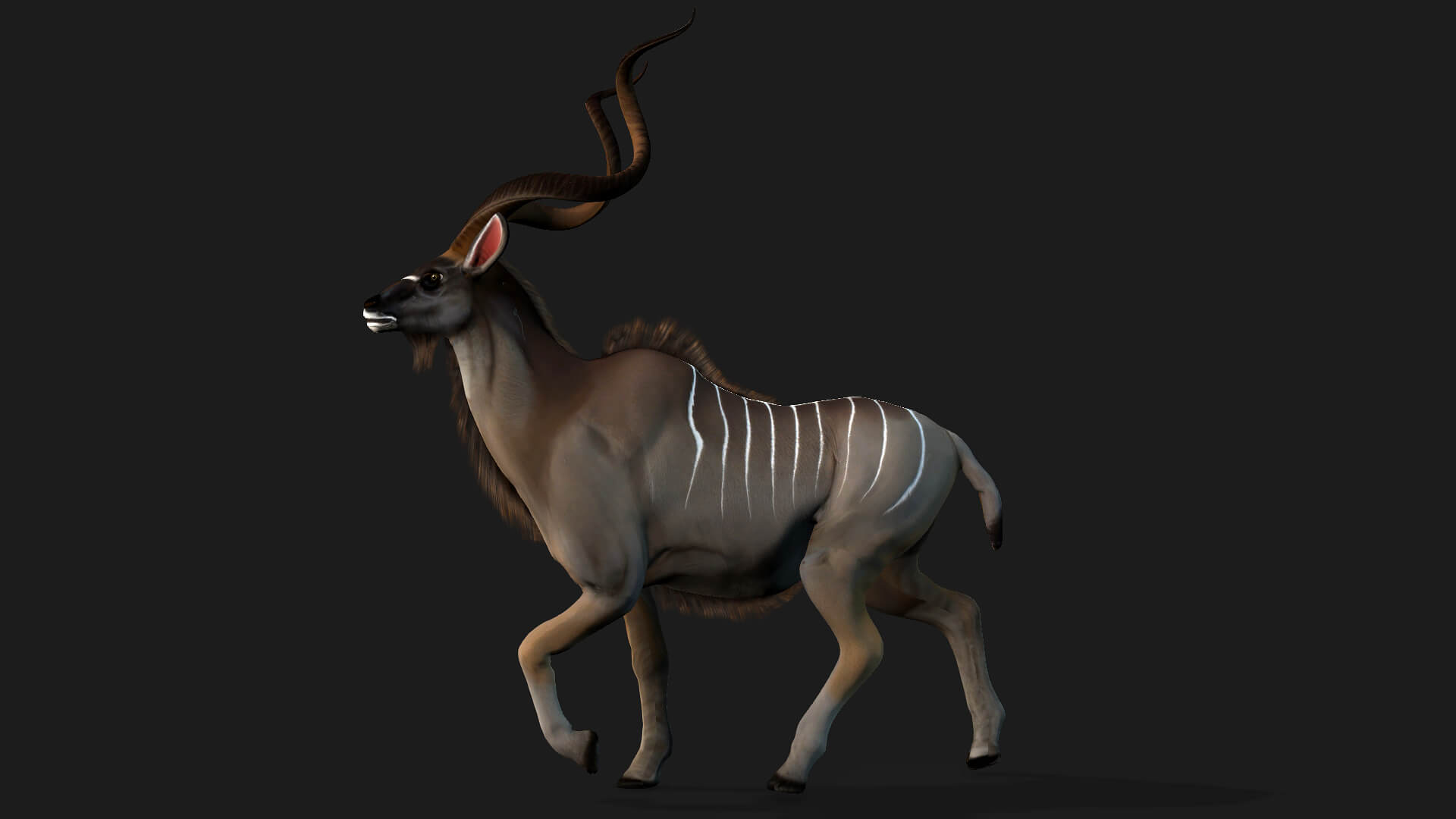Kudu-Animated 3D Model by Animated3d