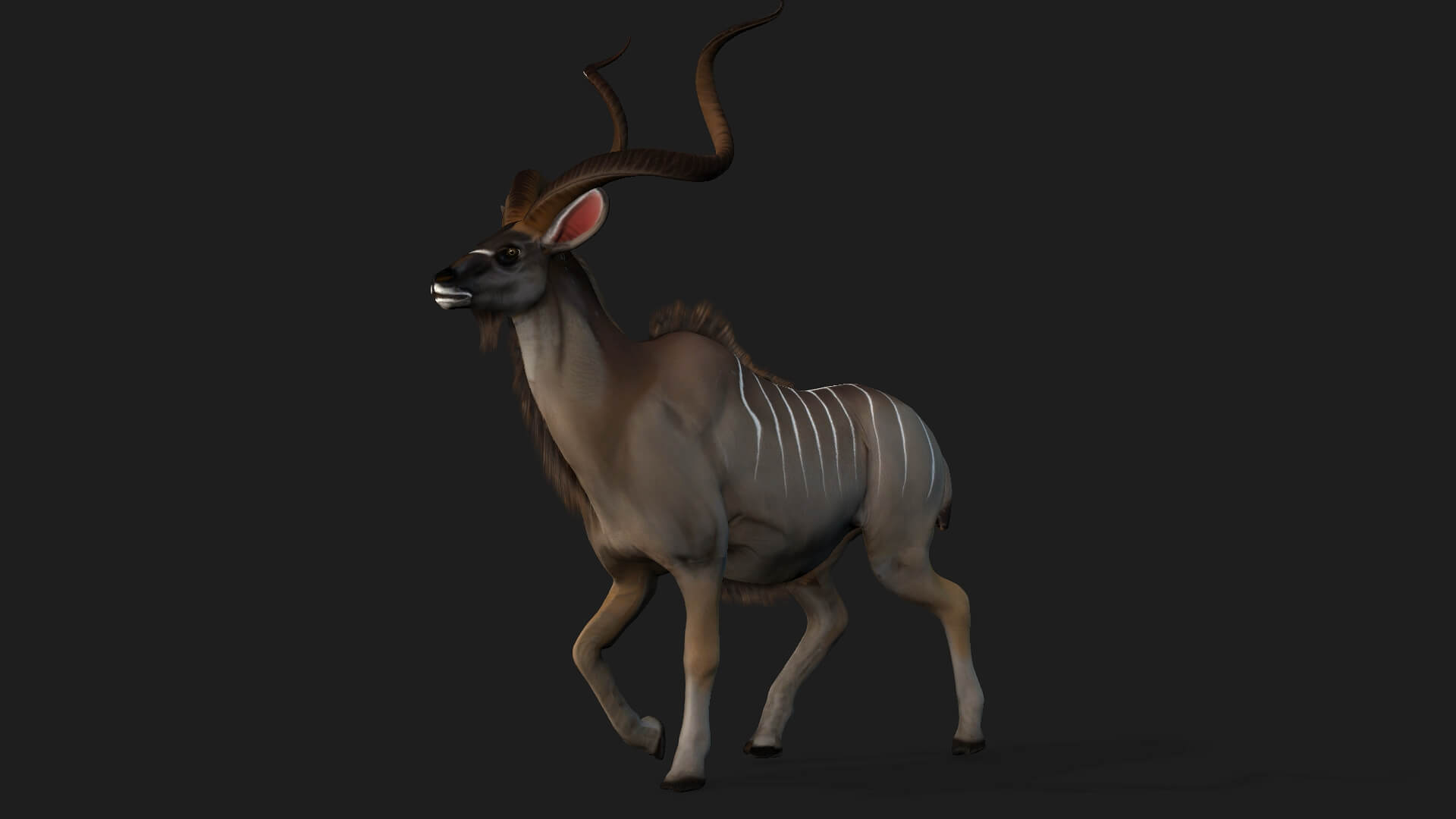 Kudu-Animated 3D Model by Animated3d