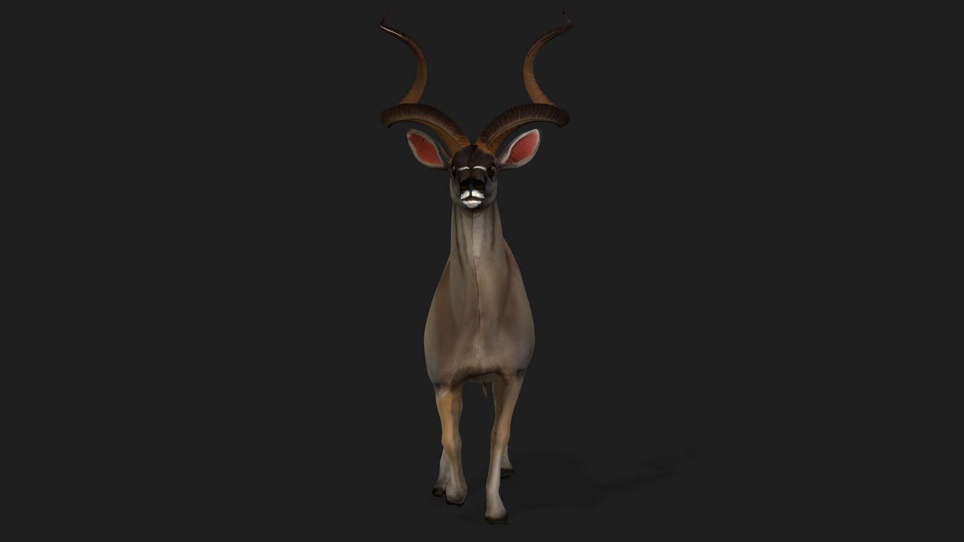 Kudu-Animated 3D Model by Animated3d