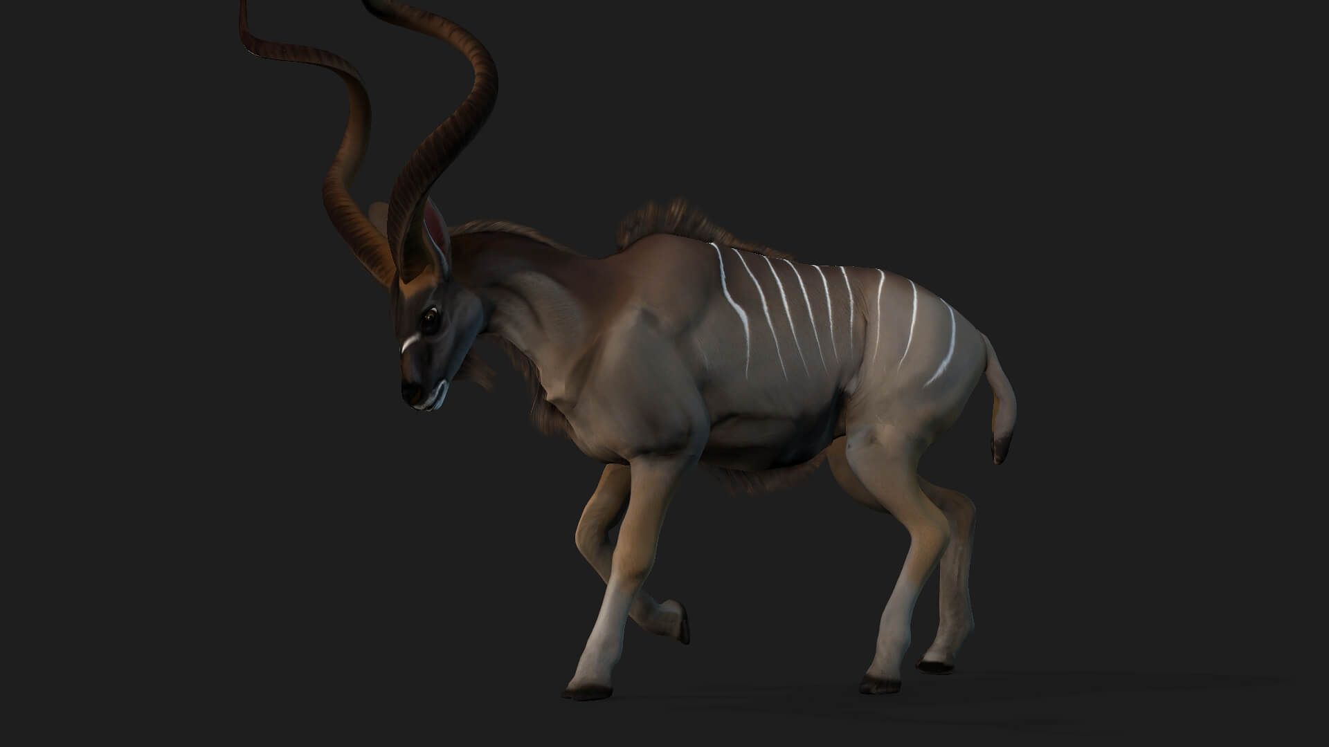 Kudu-Animated 3D Model by Animated3d