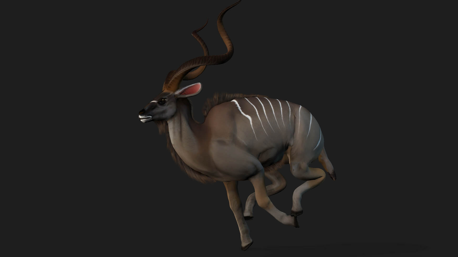 Kudu-Animated 3D Model by Animated3d