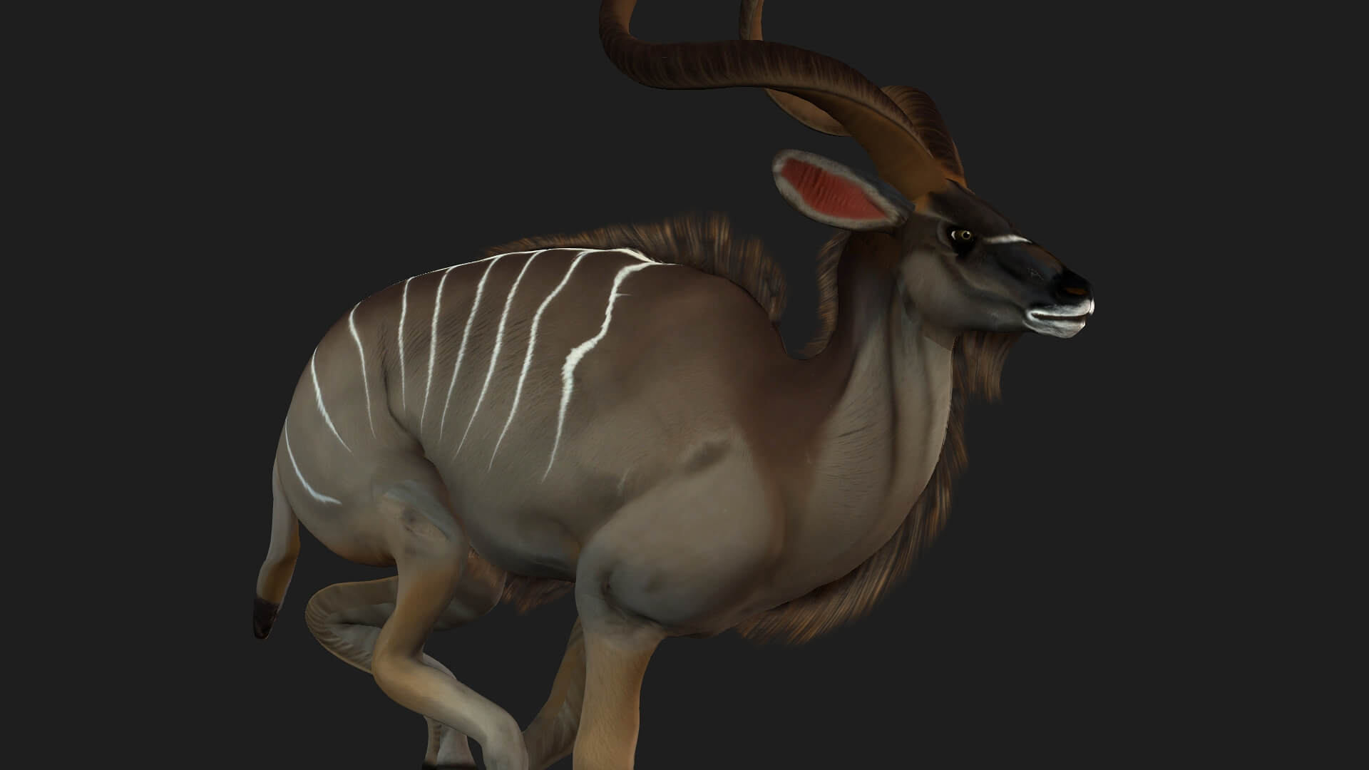 Kudu-Animated 3D Model by Animated3d
