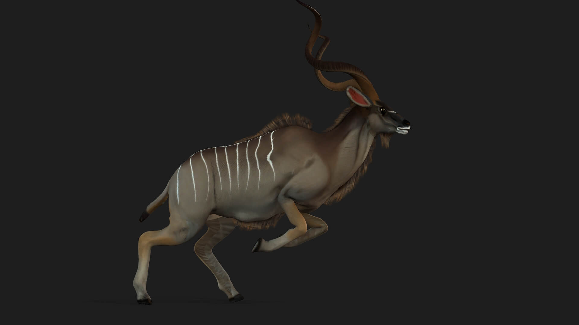 Kudu-Animated 3D Model by Animated3d