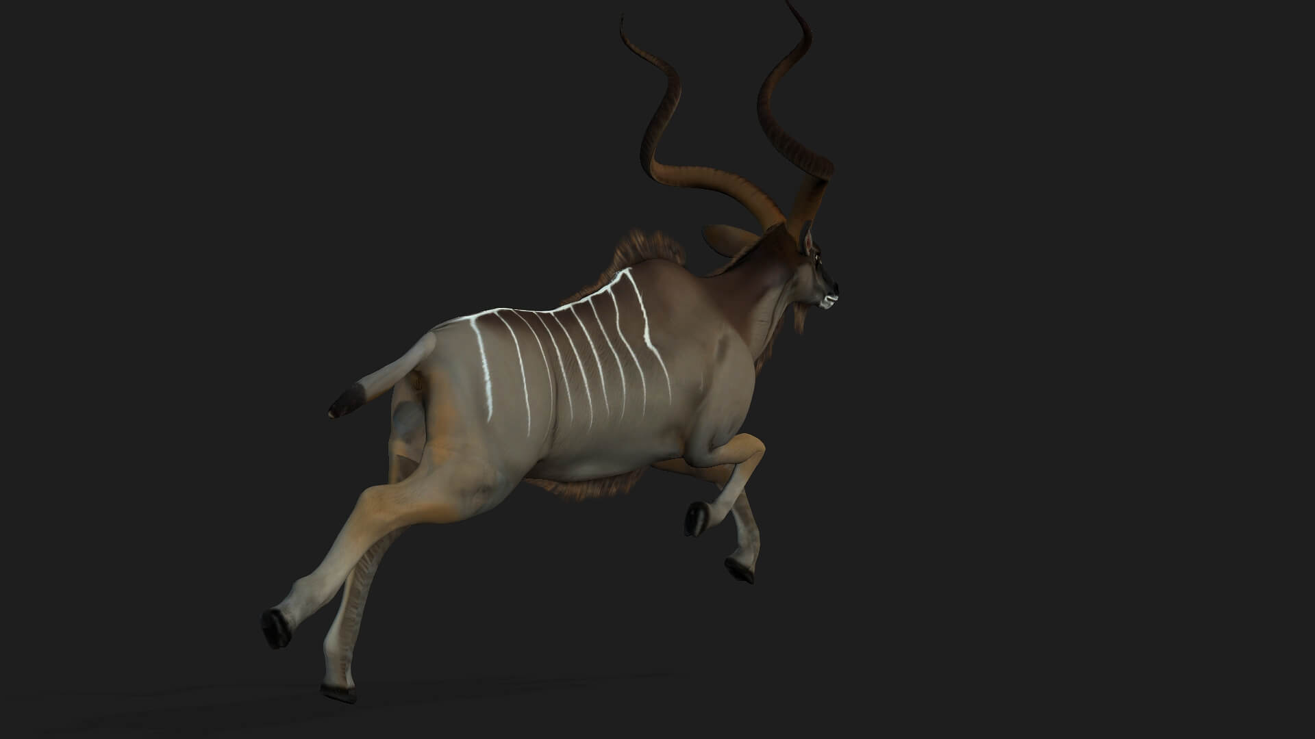 Kudu-Animated 3D Model by Animated3d
