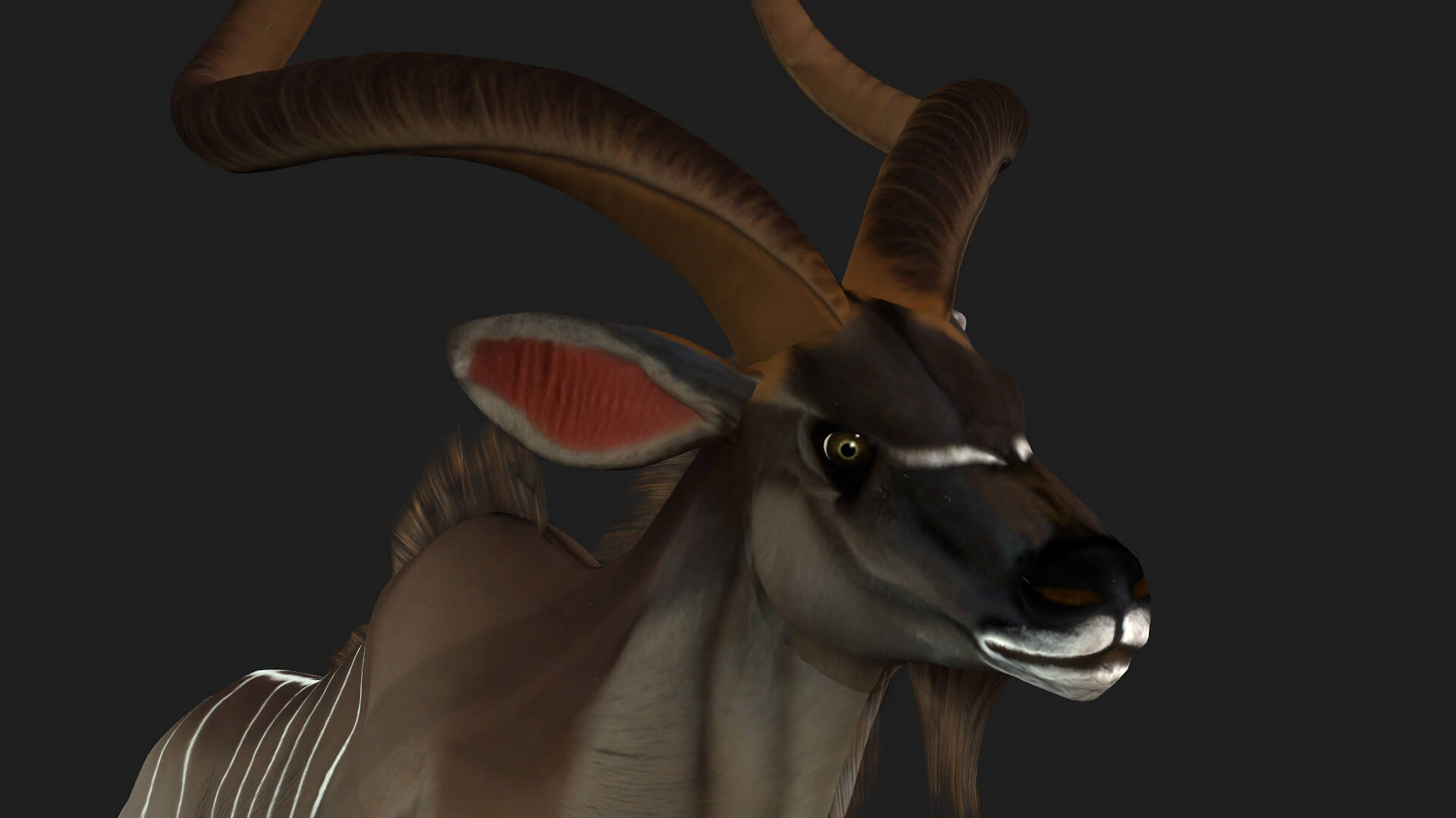 Kudu-Animated 3D Model by Animated3d