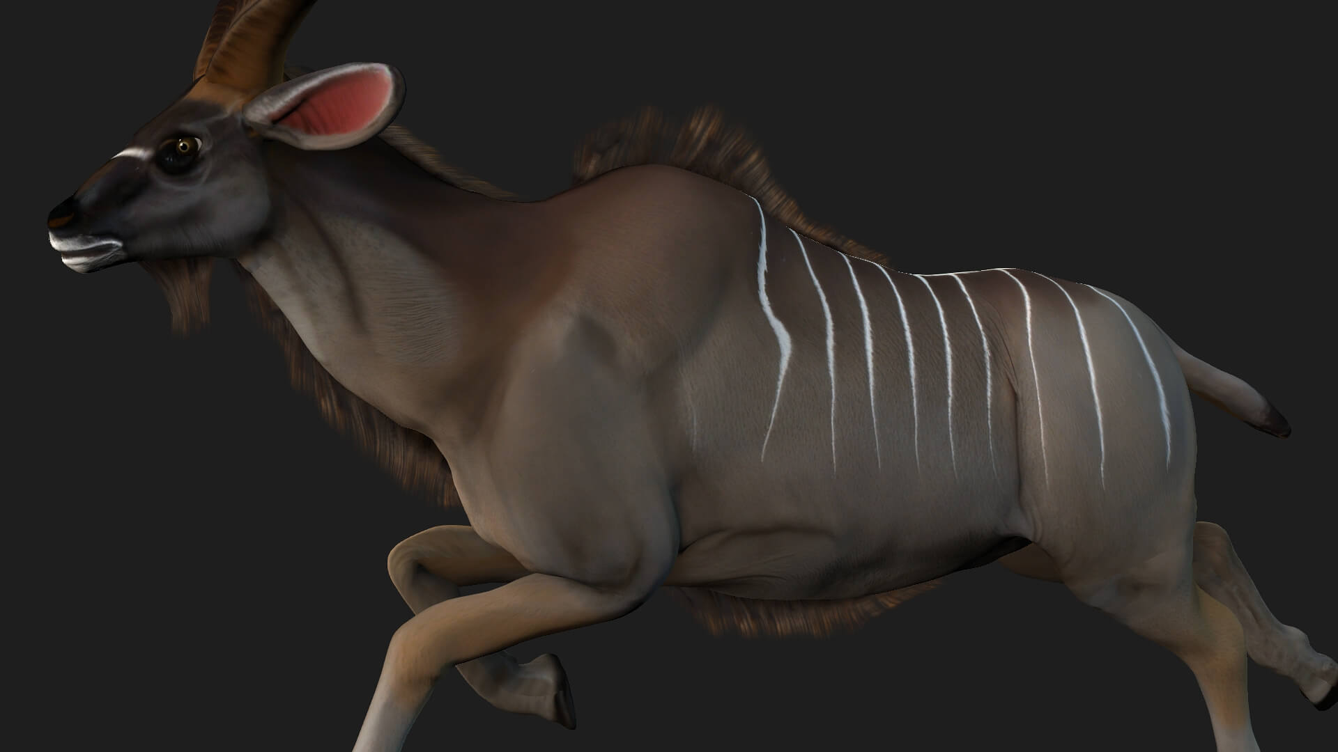 Kudu-Animated 3D Model by Animated3d