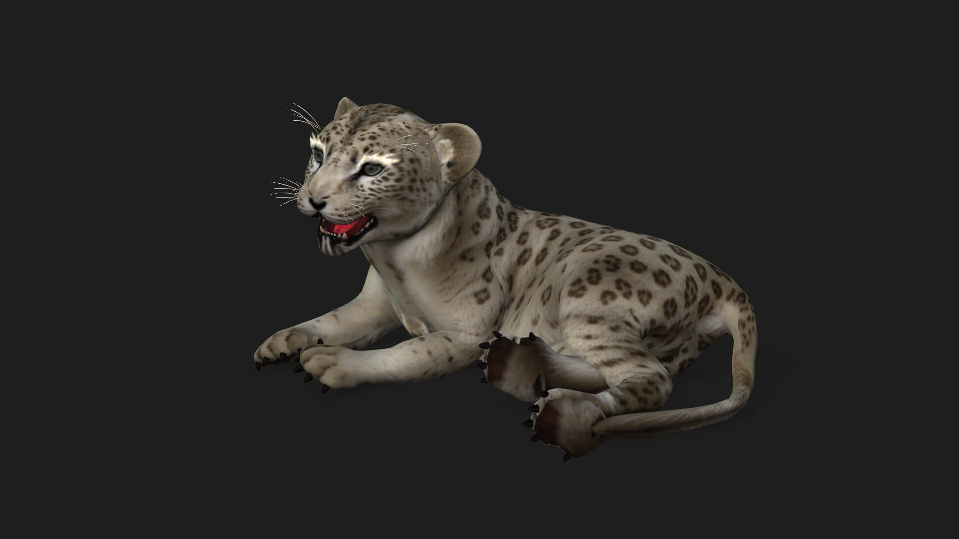 Leopard Baby A2 - 3D Model by Animated3d