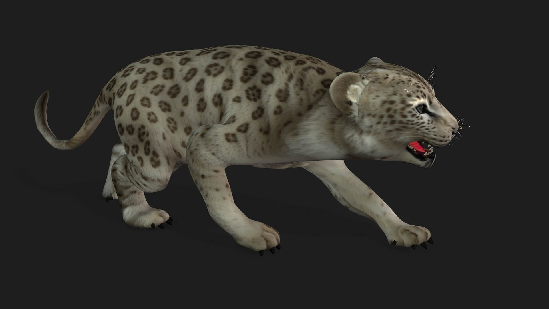 Leopard Baby A2 - 3D Model by Animated3d