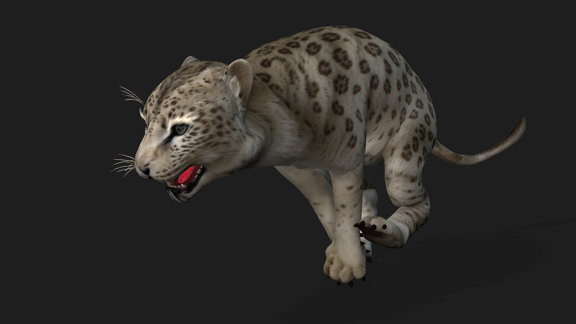 Leopard Baby A2 - 3D Model by Animated3d