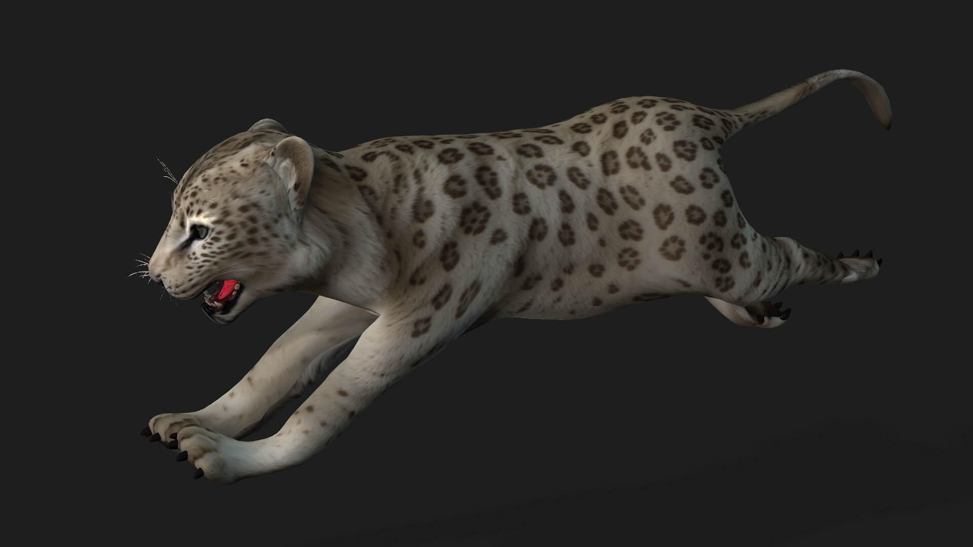 Leopard Baby A2 - 3D Model by Animated3d