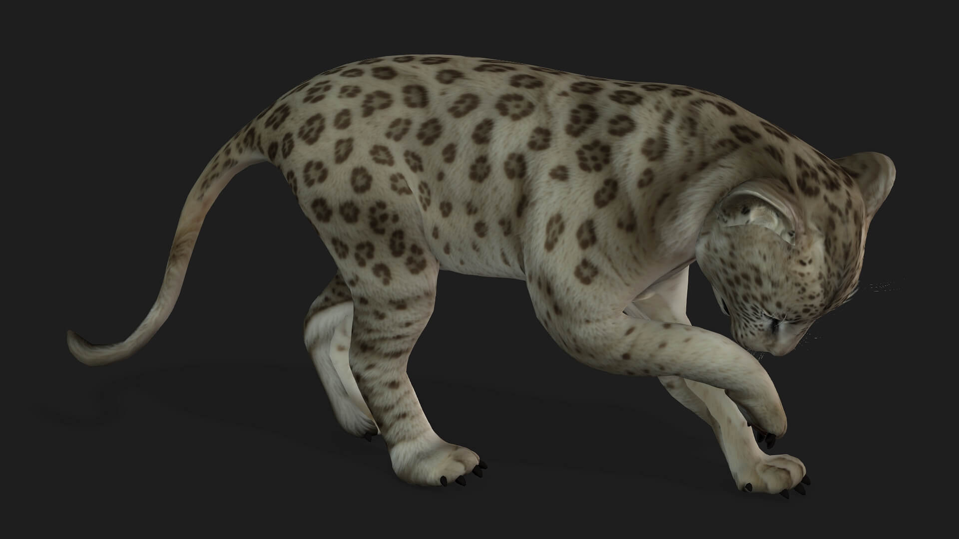 Leopard Baby A2 - 3D Model by Animated3d