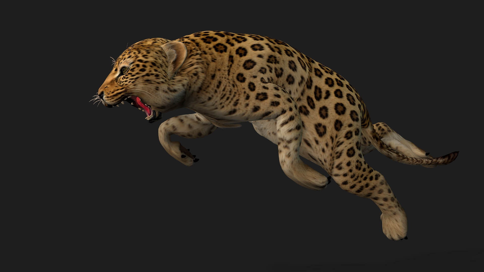 Leopard Baby A1 - 3D Model by Animated3d