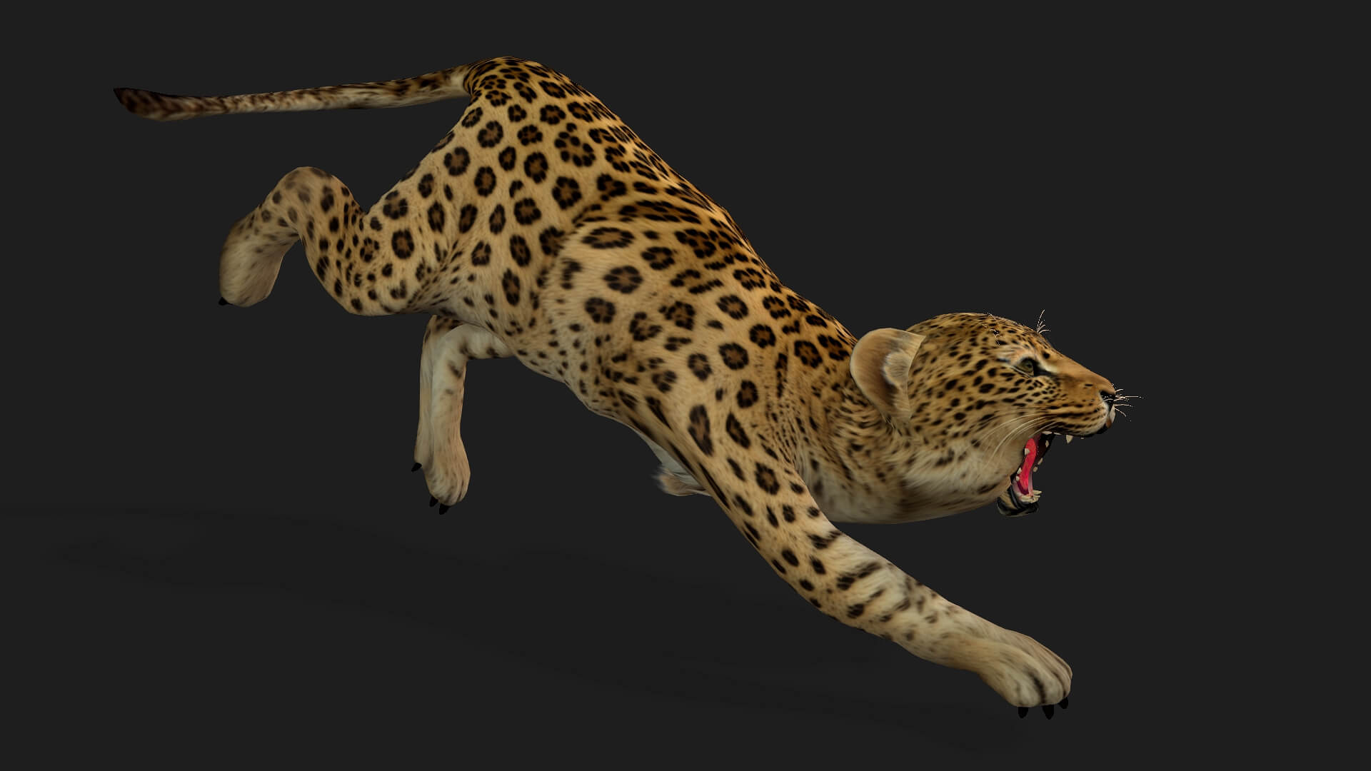 Leopard Baby A1 - 3D Model by Animated3d