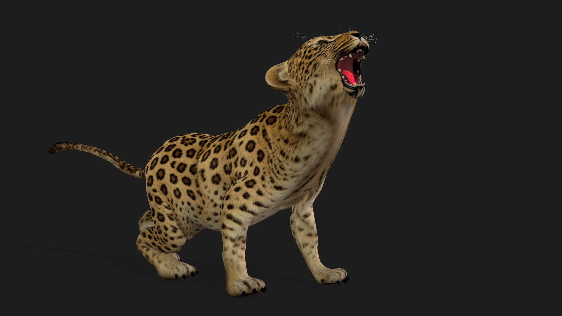 Leopard Baby A1 - 3D Model by Animated3d