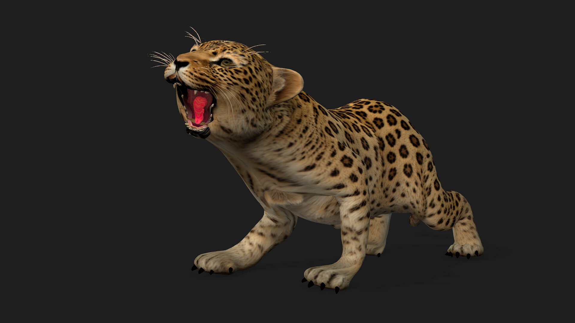 Leopard Baby A1 - 3D Model by Animated3d