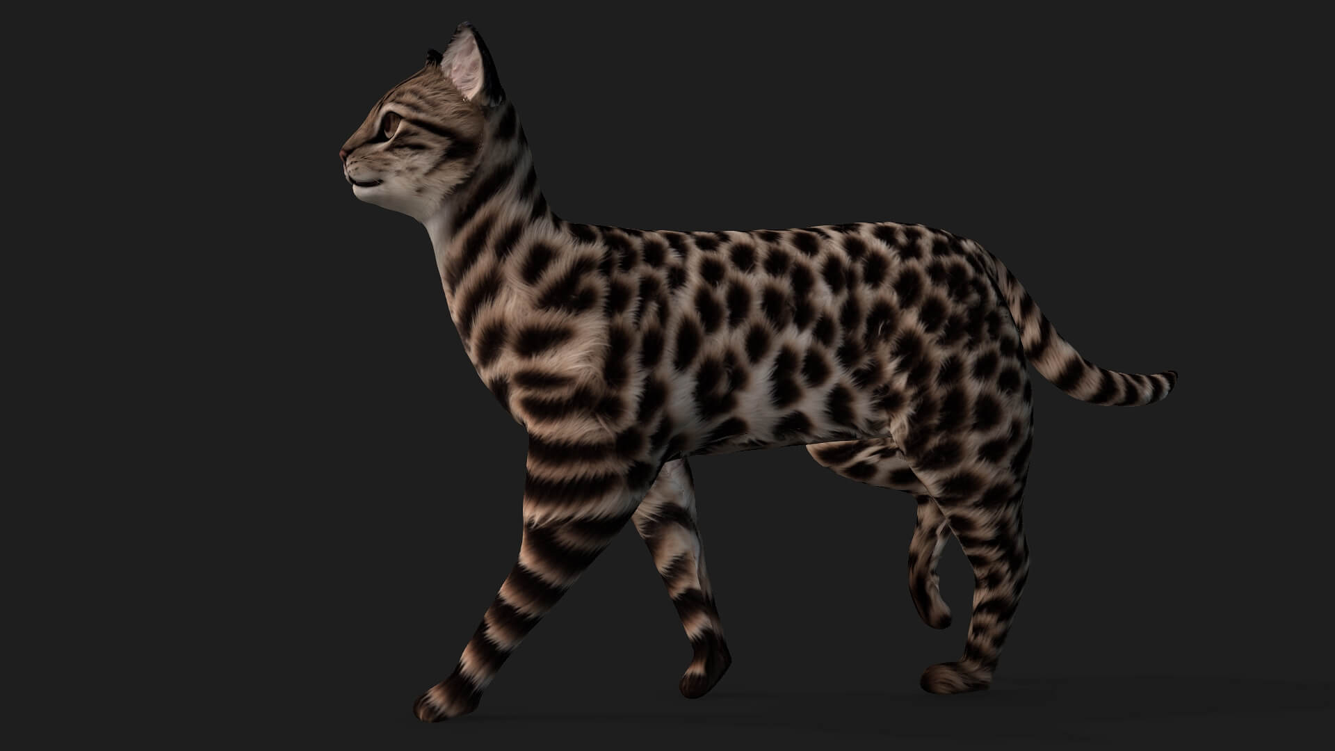Leopardcat A1 - 3D Model by Animated3d