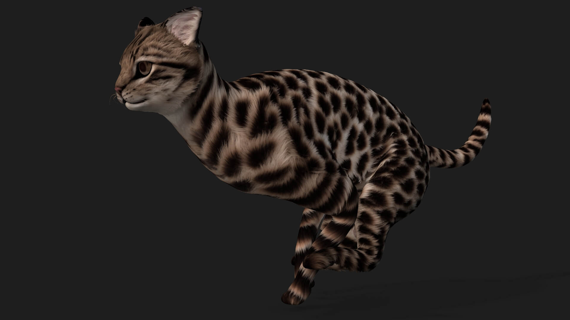 Leopardcat A1 - 3D Model by Animated3d