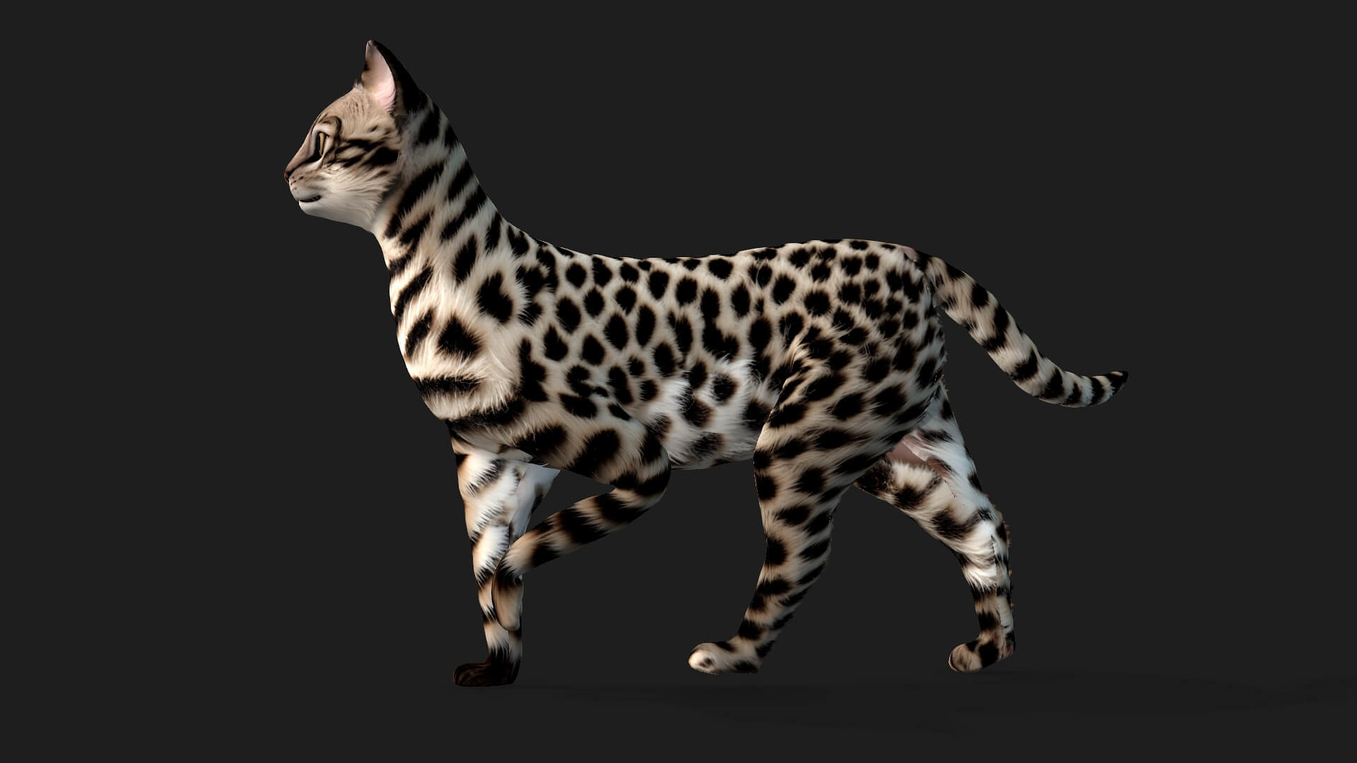 Leopardcat A2 - 3D Model by Animated3d