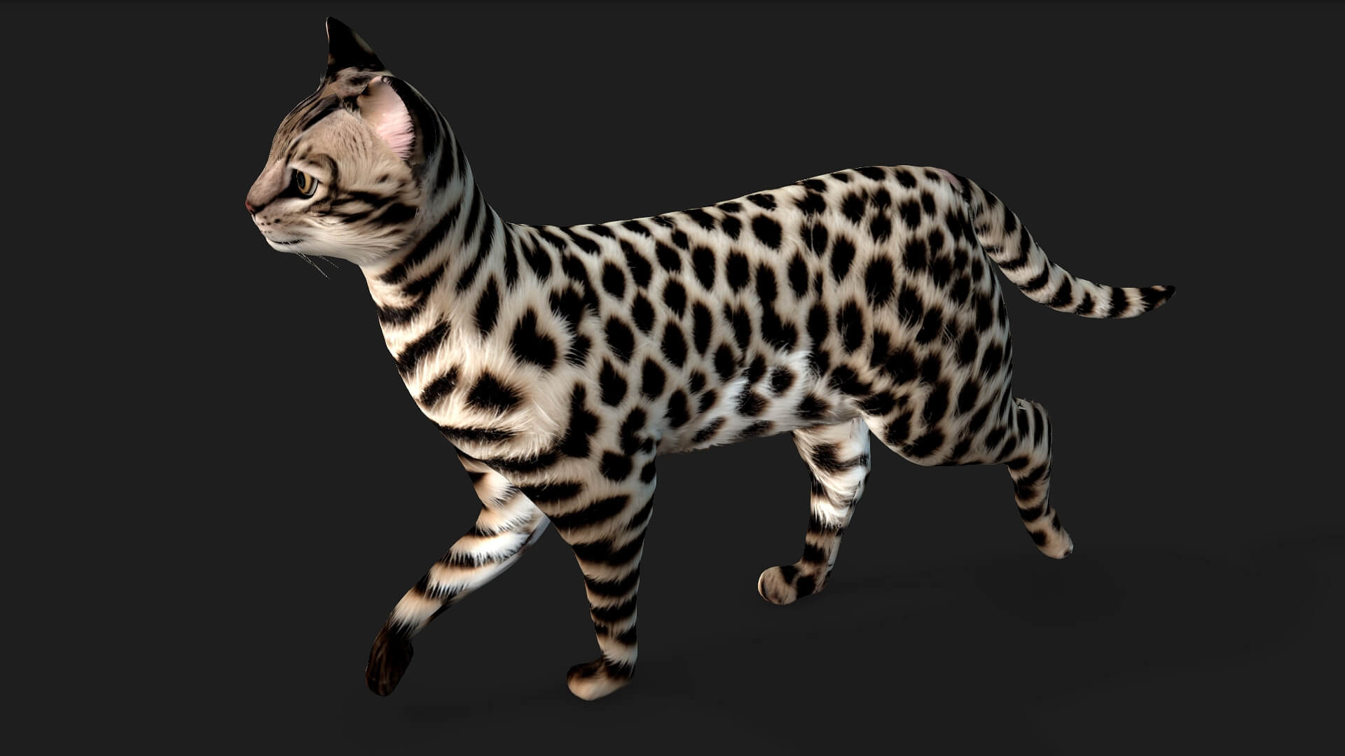 Leopardcat A2 - 3D Model by Animated3d