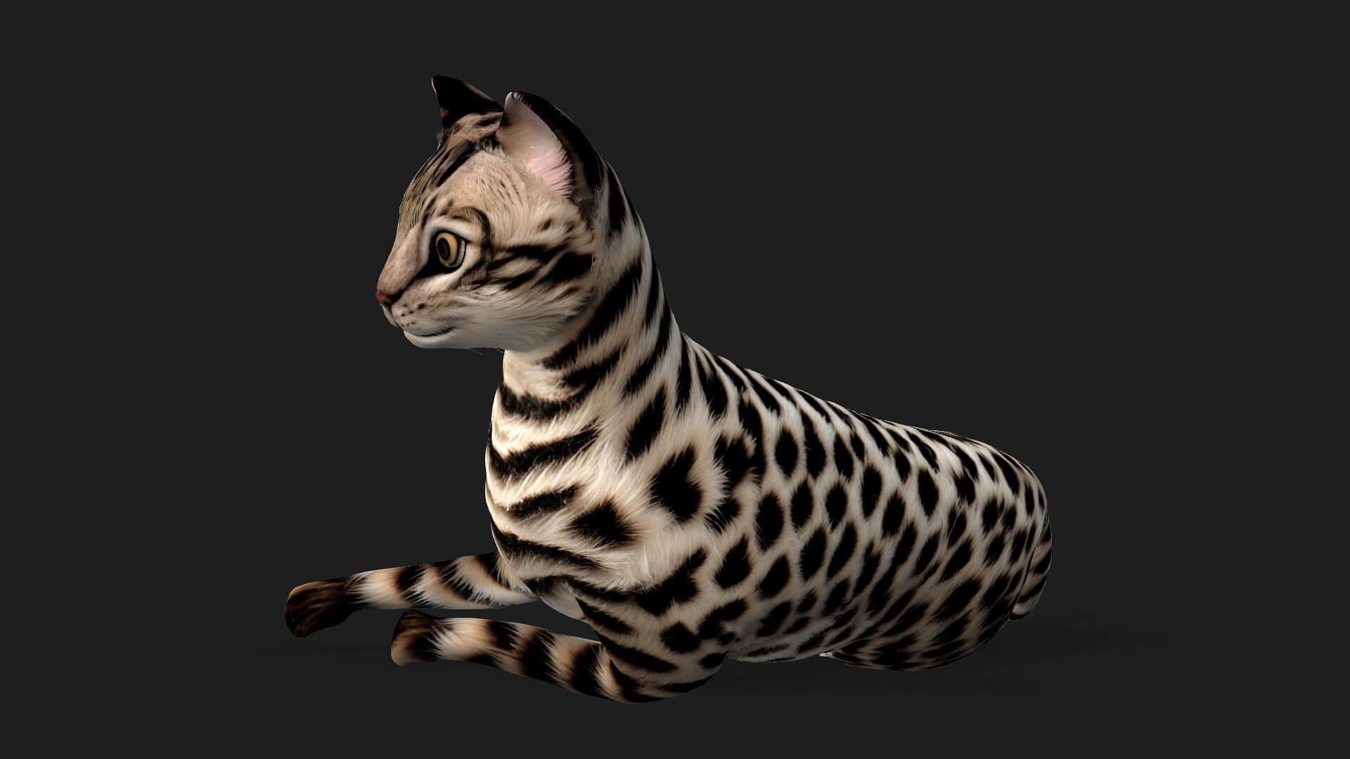 Leopardcat A2 - 3D Model by Animated3d