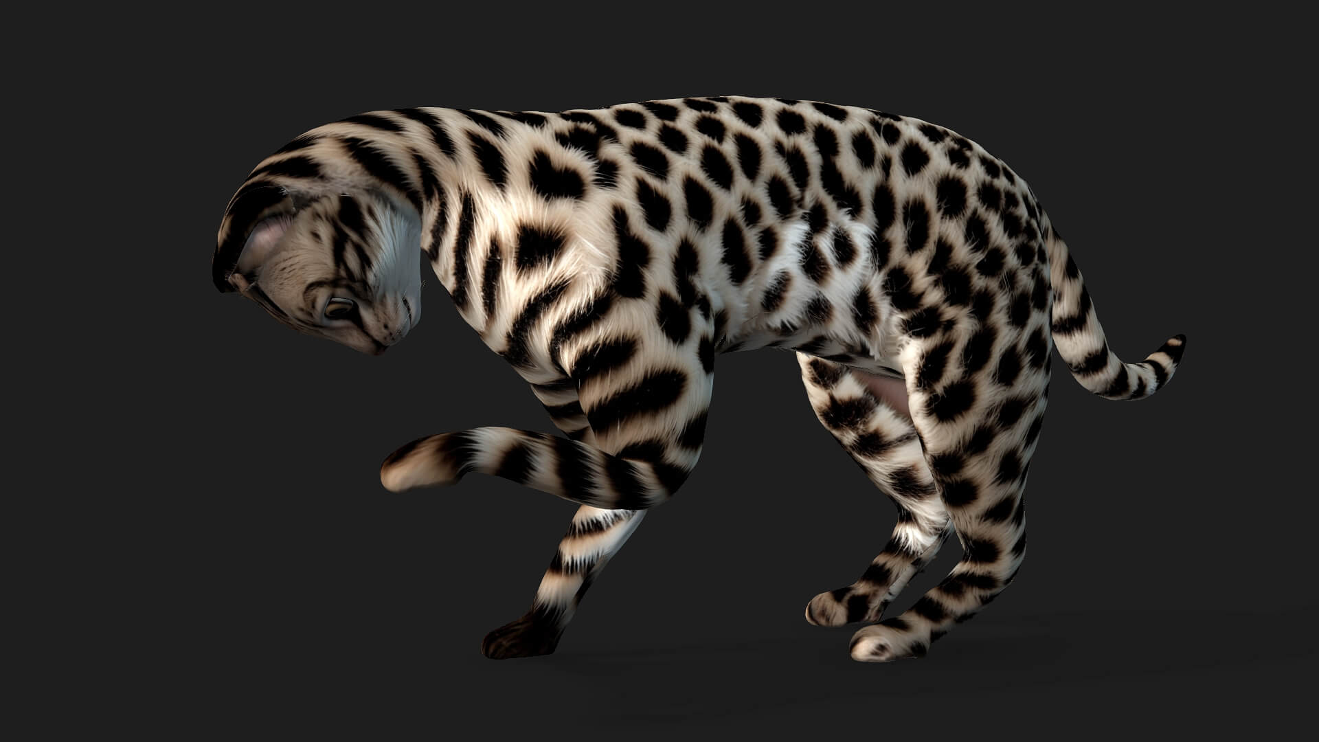 Leopardcat A2 - 3D Model by Animated3d