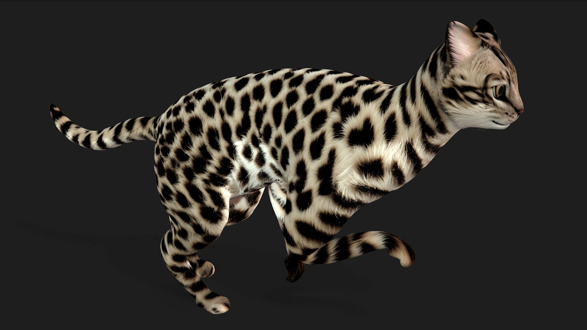 Leopardcat A2 - 3D Model by Animated3d