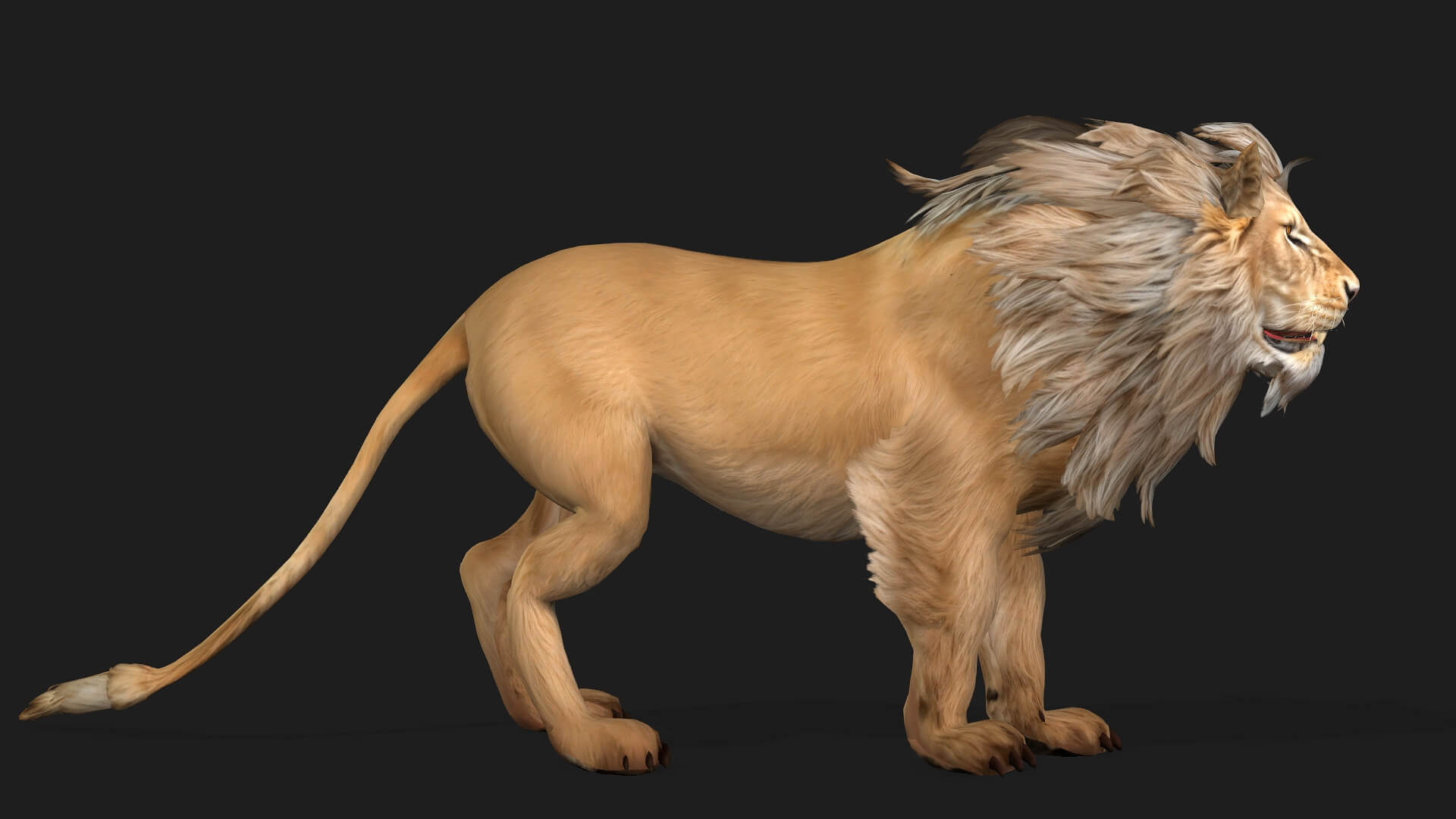 Lion-A1-Animated 3D Animation by Animated3d