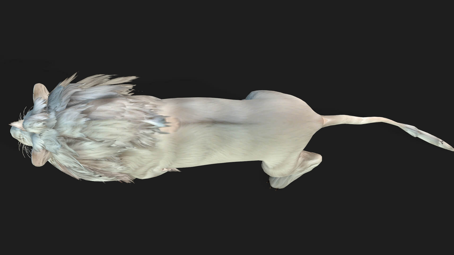 Lion-A2-Animated 3D Animation by Animated3d