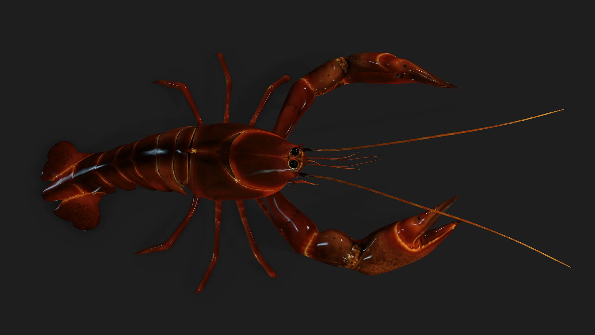 Lobster-A1-Animated 3D Model by Animated3d