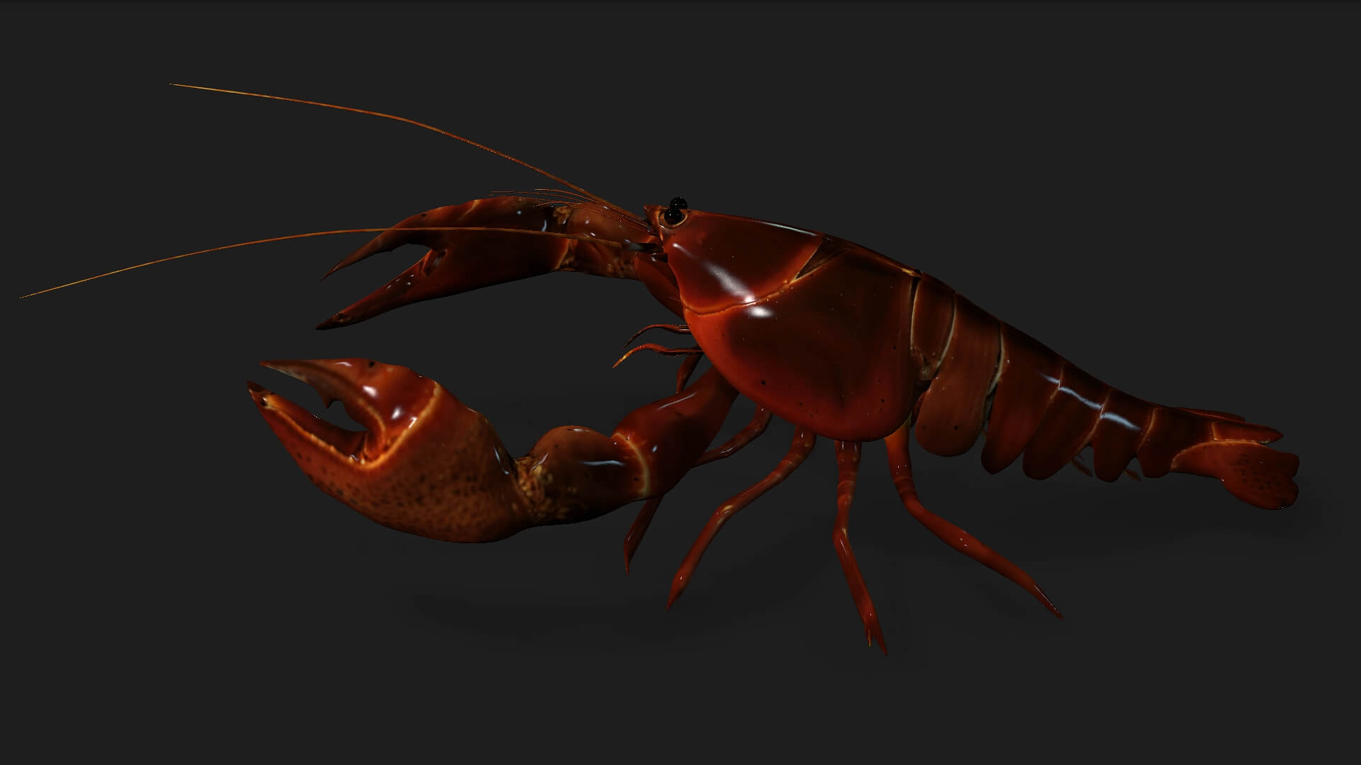 Lobster-A1-Animated 3D Model by Animated3d